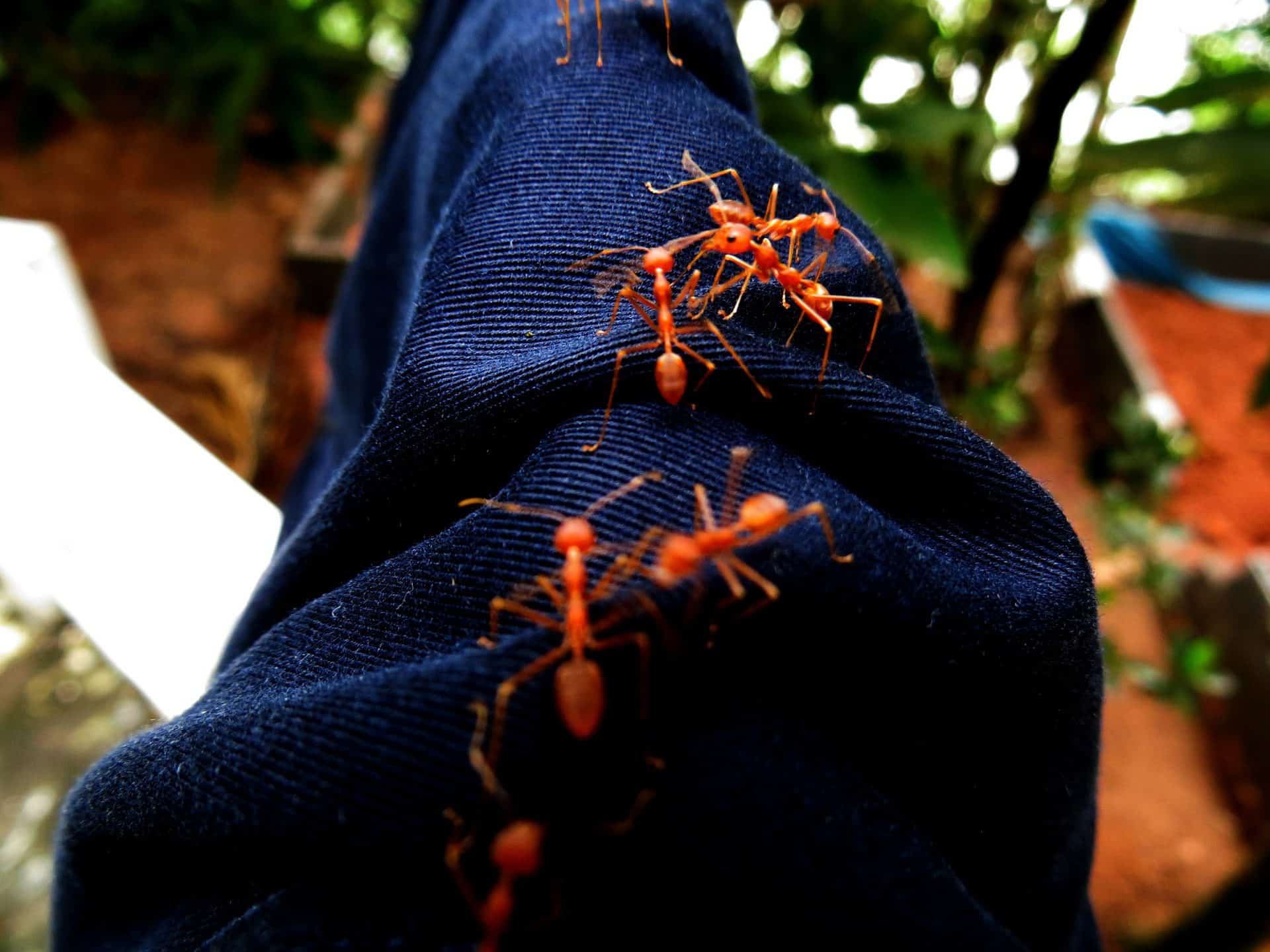Fishbowl Tales- Invasion of Red Ants! - Dinkum Tribe