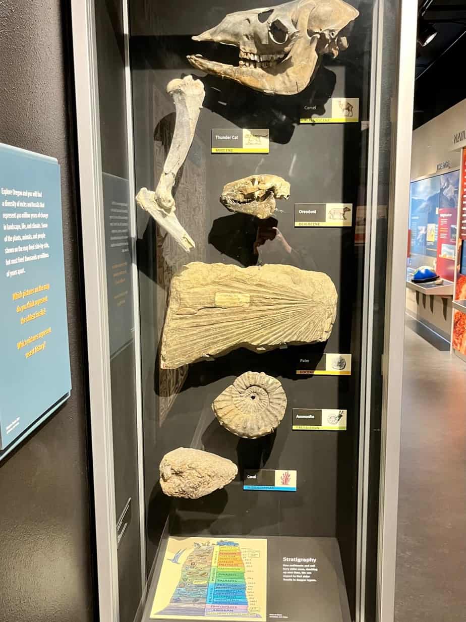 Review: Museum of Natural and Cultural History in Eugene Oregon ...