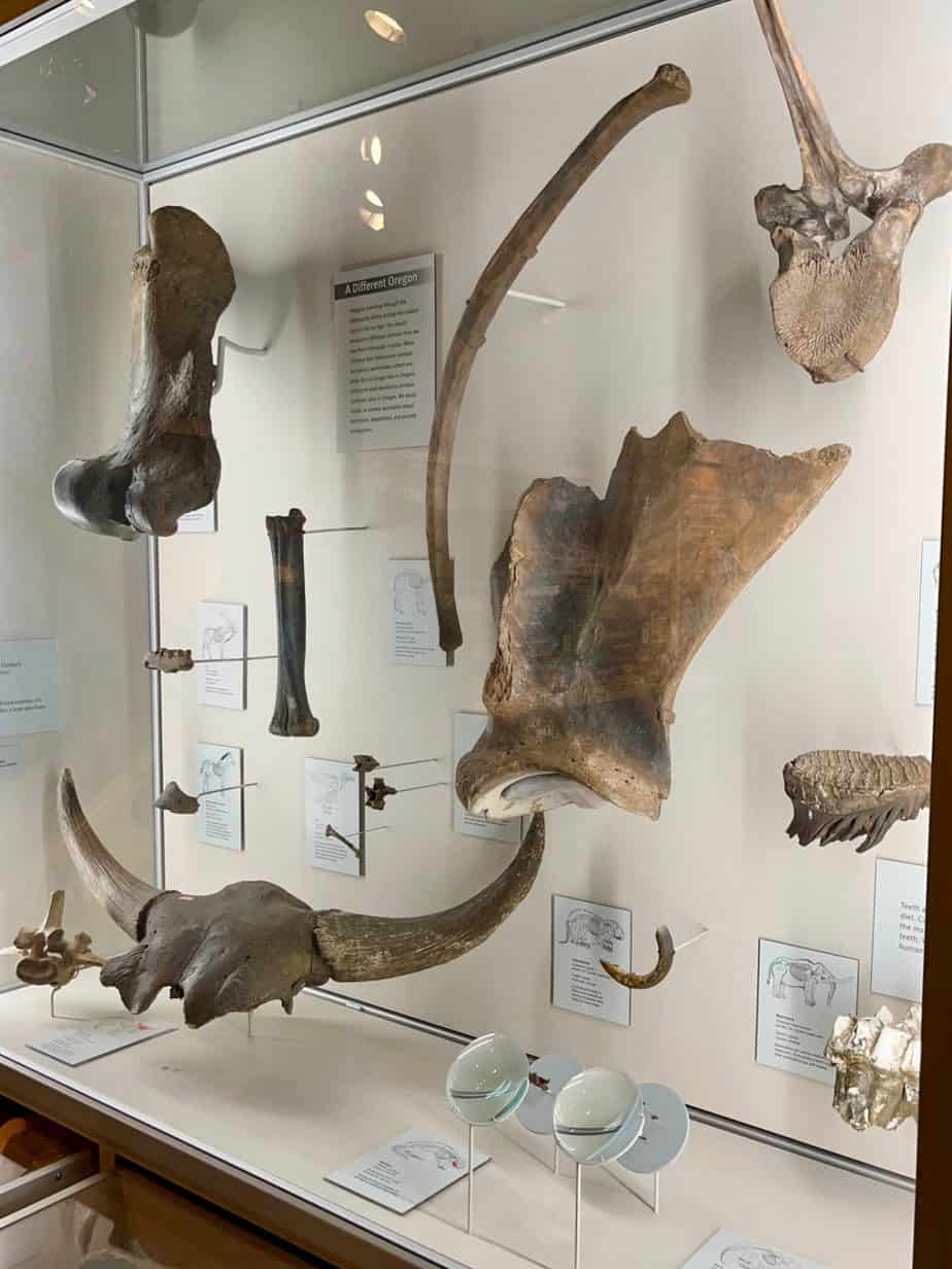 Review: Museum of Natural and Cultural History in Eugene Oregon ...
