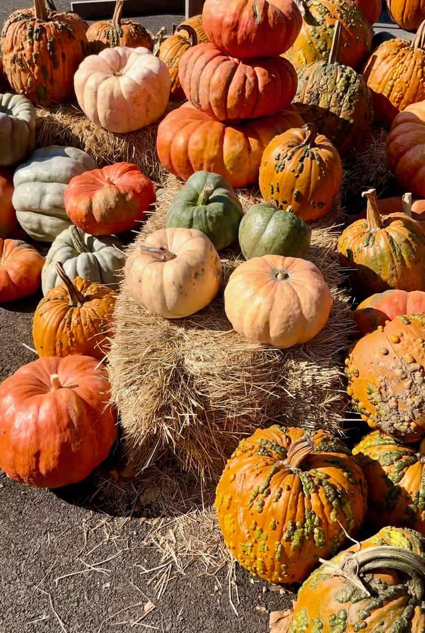 41+ Best Fun Halloween Activities For Teens 2026 - Dinkum Tribe