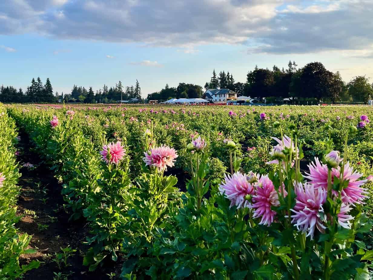 Best Oregon Flower Festivals and Gardens 2026 - Dinkum Tribe