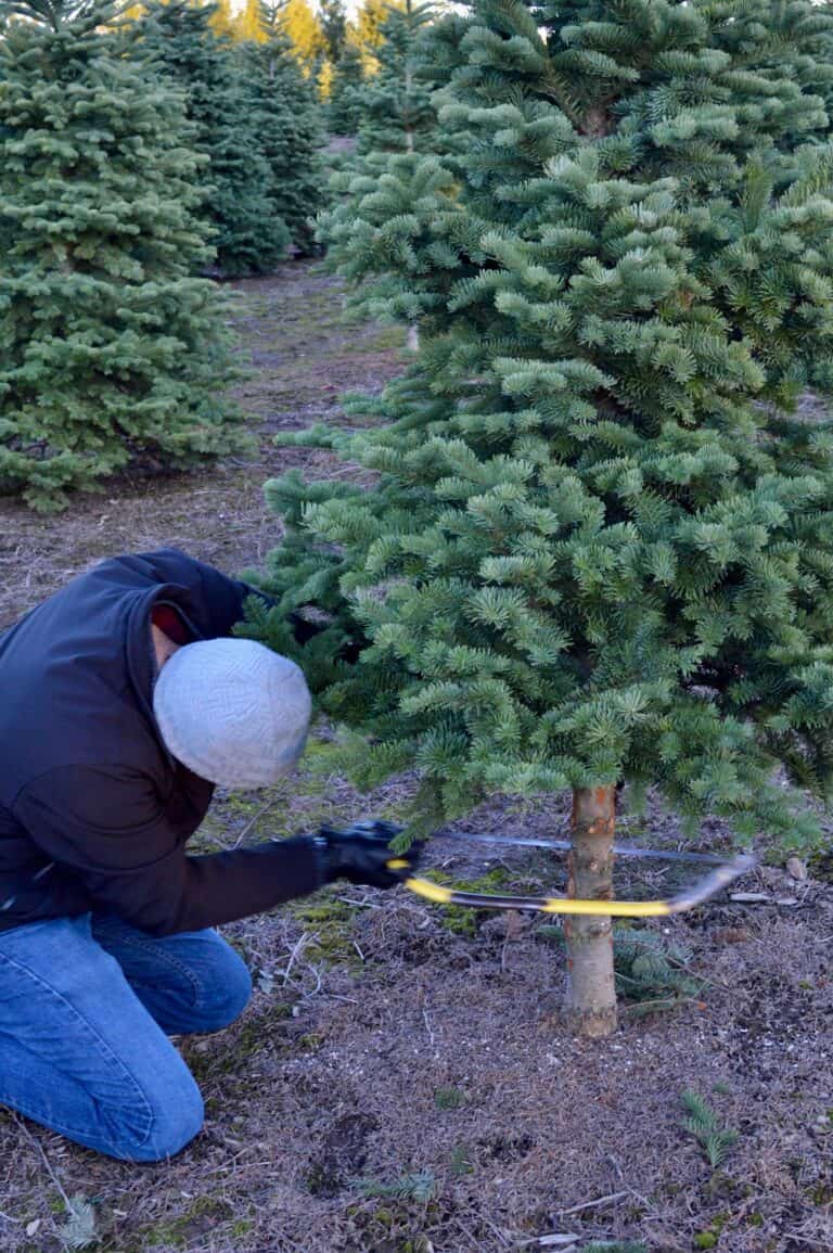 15+ Top Christmas Tree Farms in Salem Oregon - Dinkum Tribe