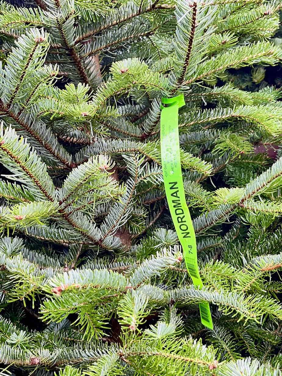 15+ Top Christmas Tree Farms in Salem Oregon - Dinkum Tribe