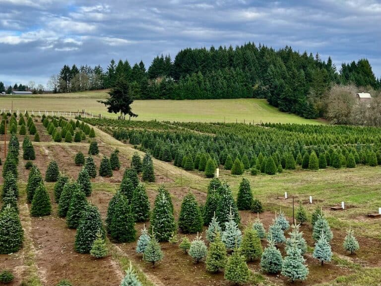 15+ Top Christmas Tree Farms in Salem Oregon - Dinkum Tribe