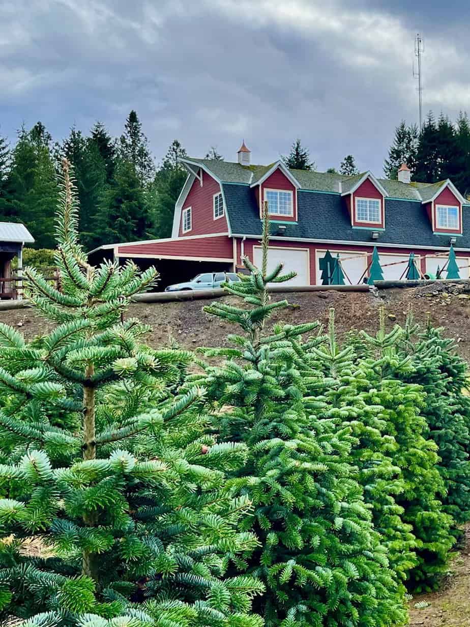 15+ Top Christmas Tree Farms in Salem Oregon - Dinkum Tribe