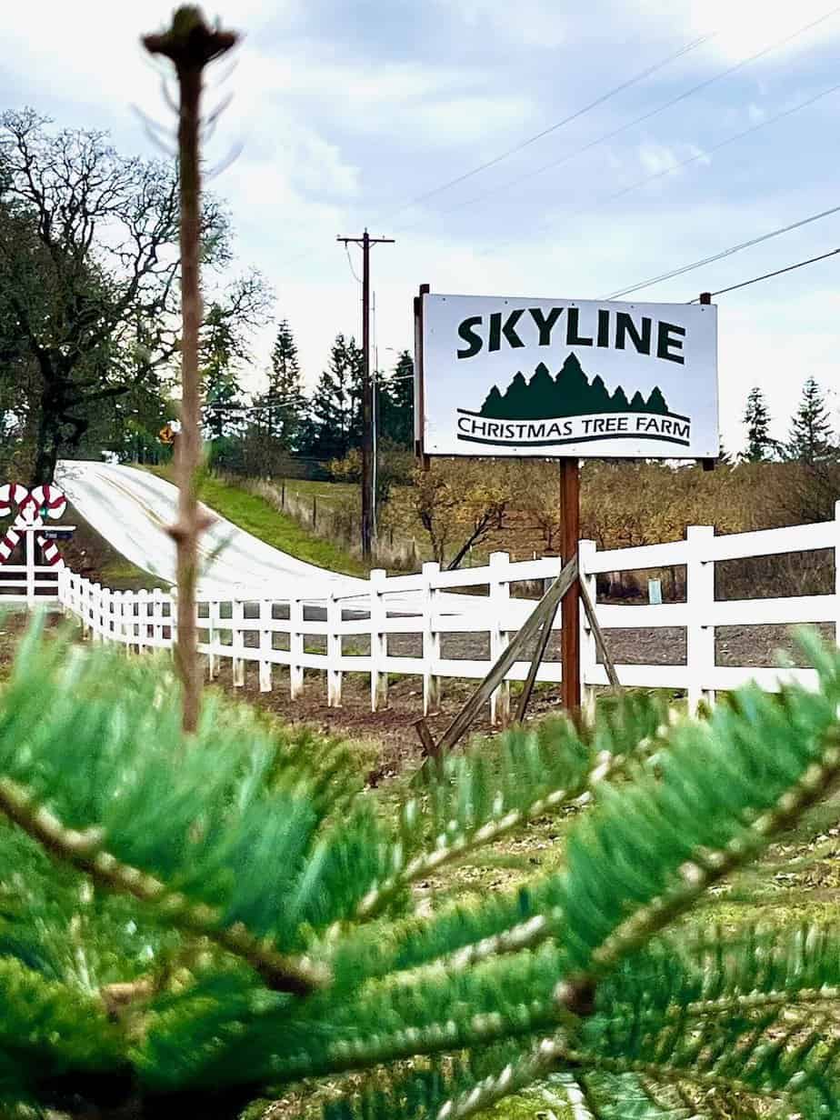 15+ Top Christmas Tree Farms in Salem Oregon - Dinkum Tribe