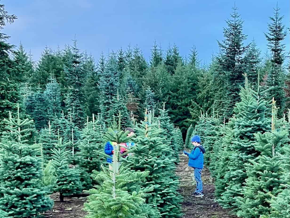15+ Top Christmas Tree Farms in Salem Oregon - Dinkum Tribe