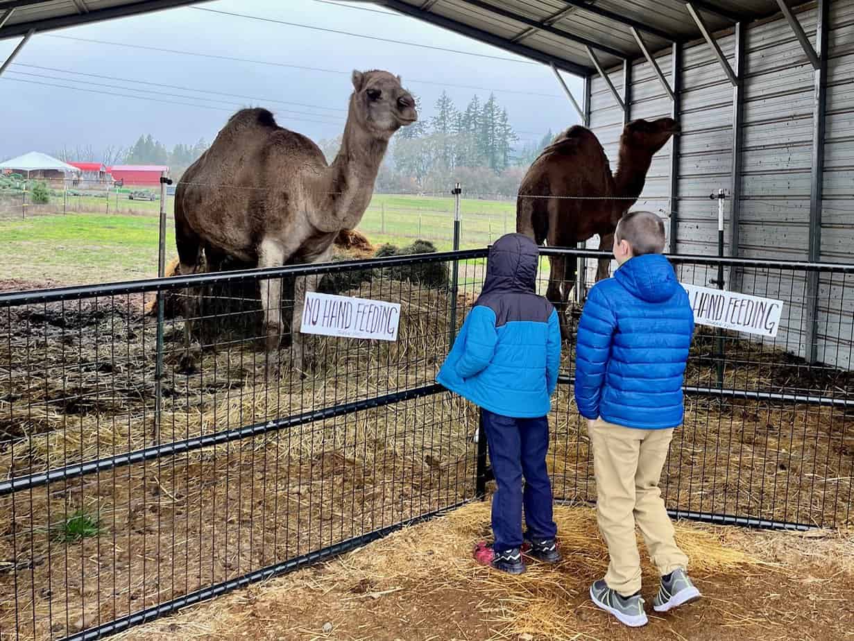 15+ Top Christmas Tree Farms in Salem Oregon - Dinkum Tribe