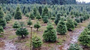 15+ Top Christmas Tree Farms in Salem Oregon - Dinkum Tribe