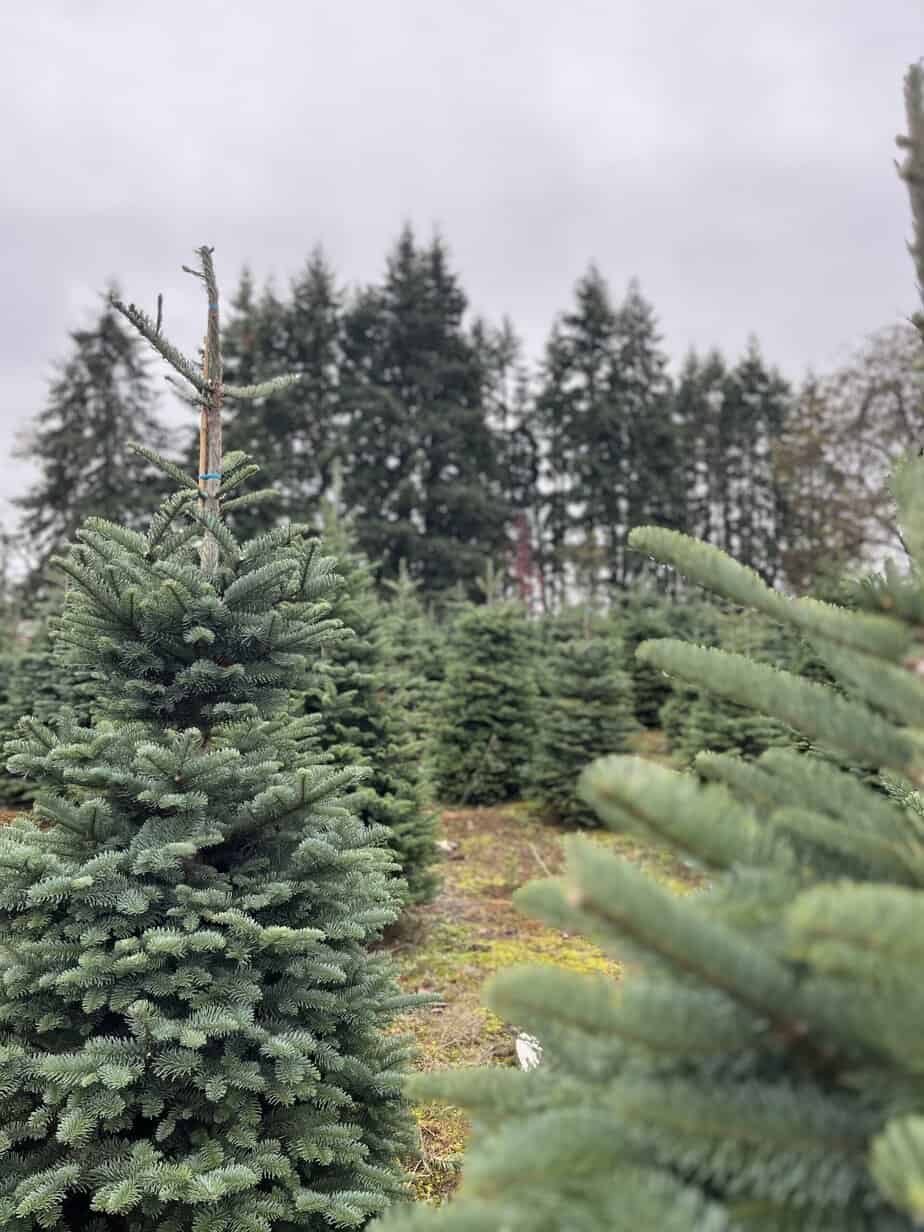 15+ Top Christmas Tree Farms in Salem Oregon - Dinkum Tribe